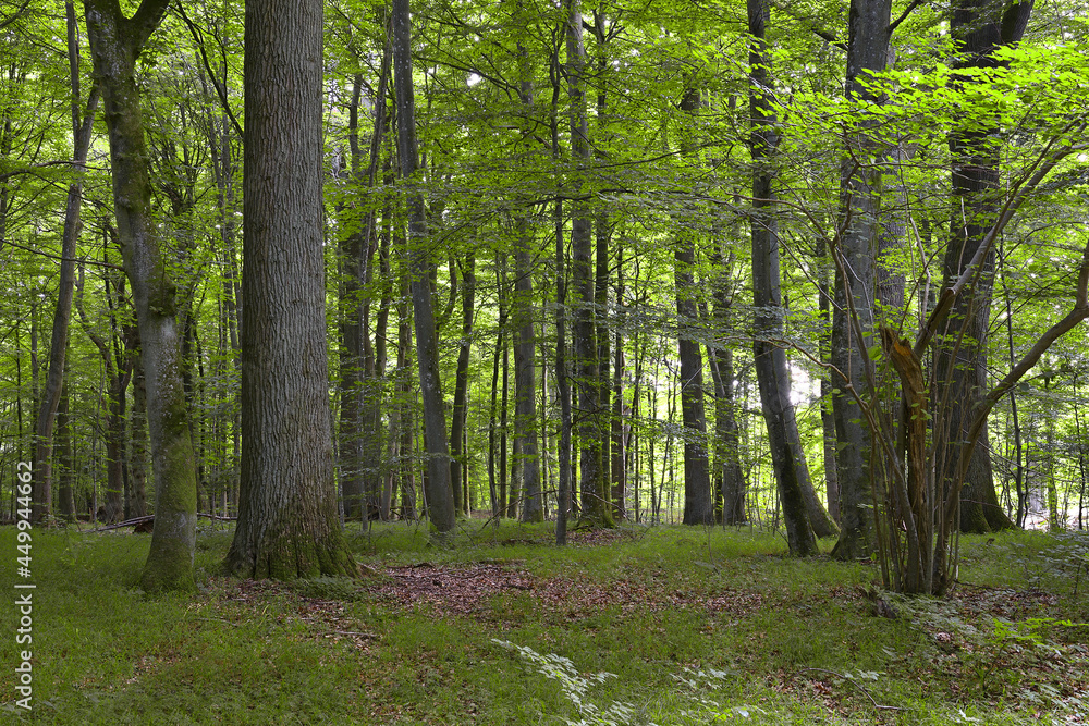 Gribskov Forest is one of Denmark’s largest and most beautiful natural ...