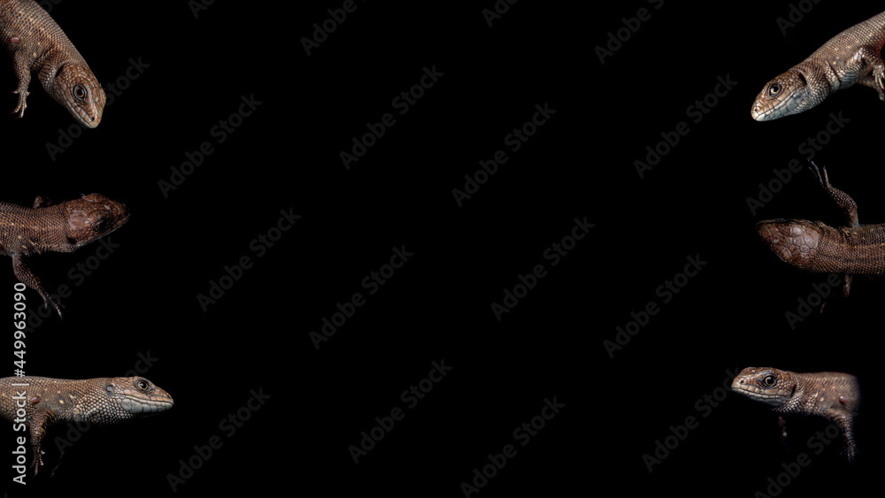 frame from Common European wall lizard (Lacerta agilis) Reptile with ...