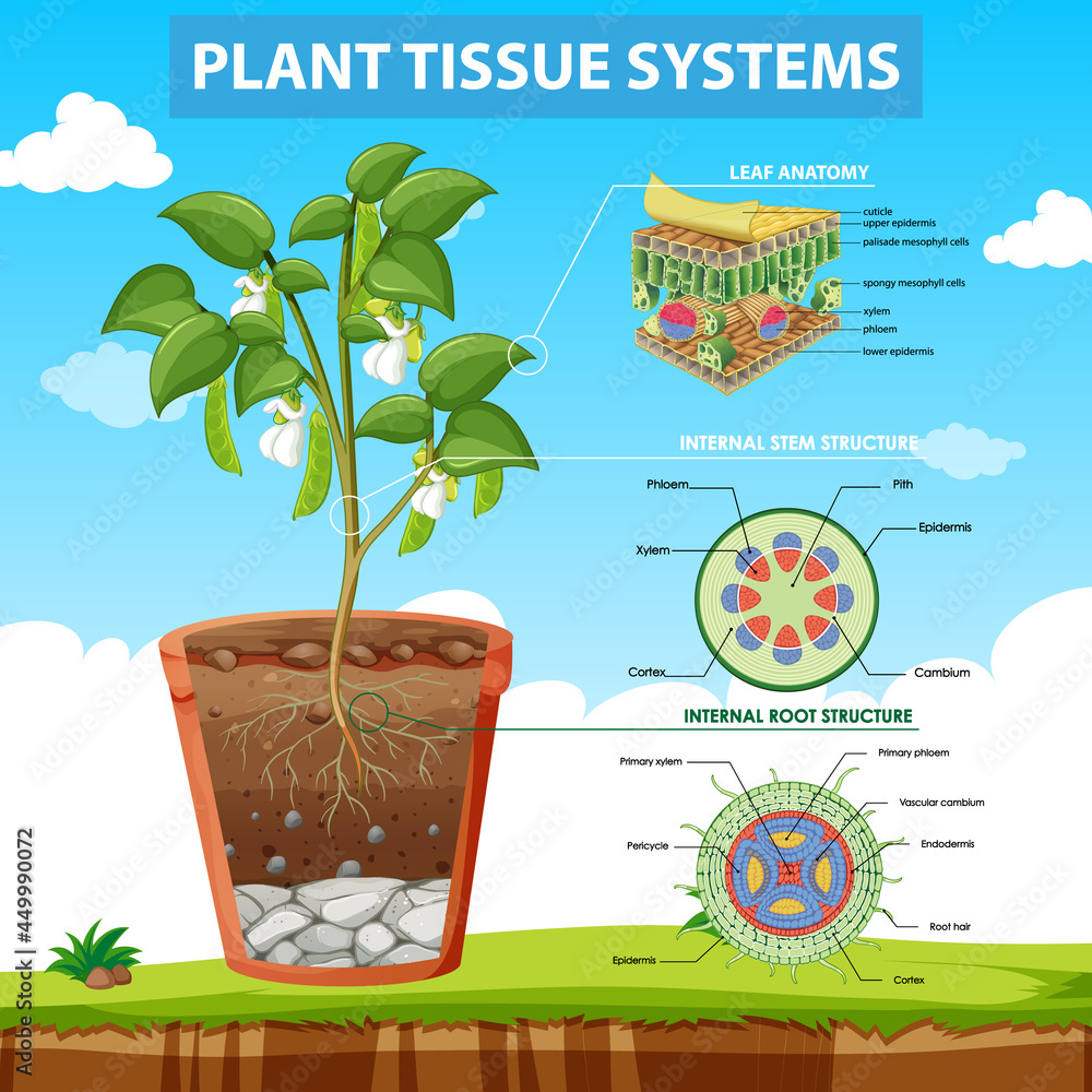 Diagram showing Plant Tissue Systems Stock Vector | Adobe Stock