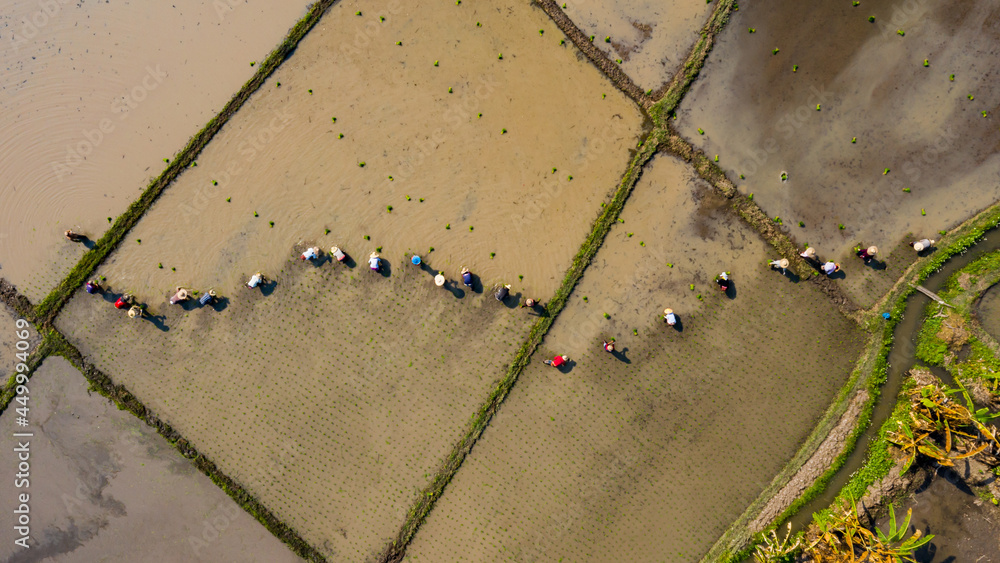 Aerial top view of group of traditional asian farmer planting rice on a ...