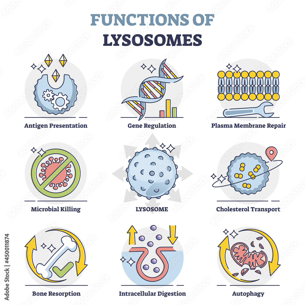 Functions of lysosomes with anatomical explanation outline collection ...