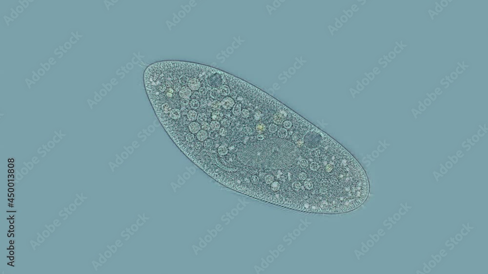 infusorium Ciliophora of the genus Paramecium under a microscope, order ...