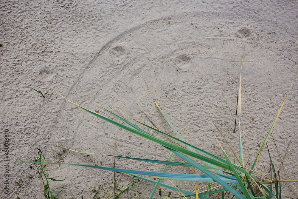 ant lion footprints in the sand insect predator larva hole in the ...