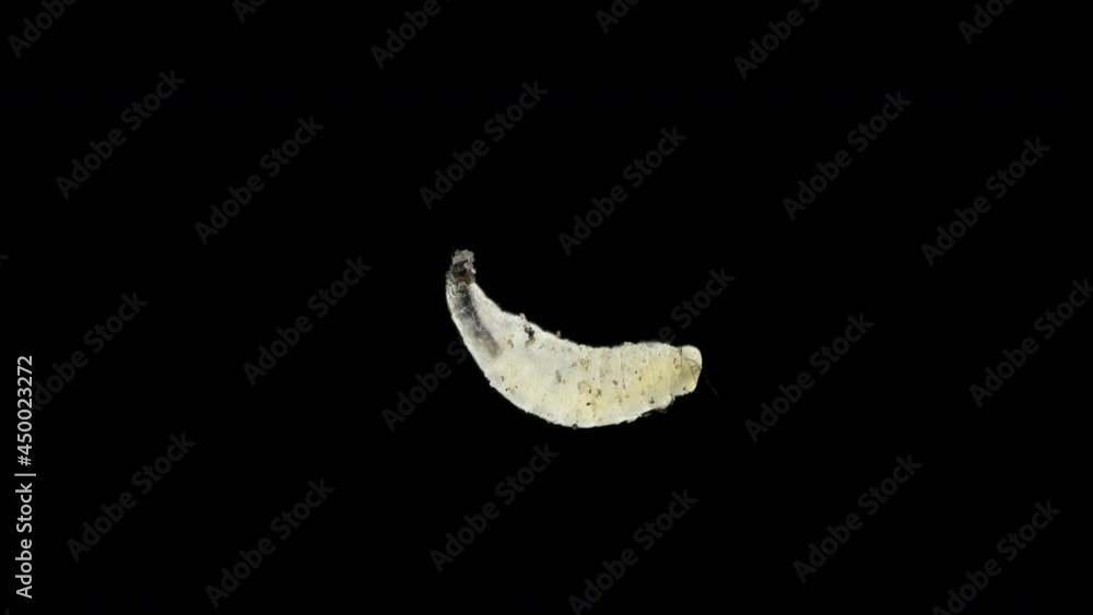 worm-like larva of a fly midge insect of the order Diptera under a ...