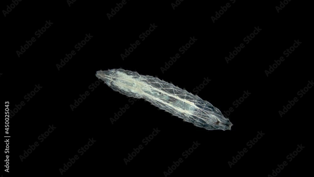 worm-like larva of a fly midge insect of the order Diptera under a ...