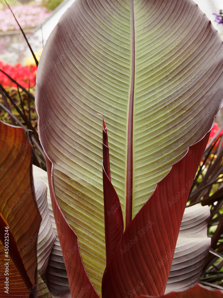 Bananier rouge ou Musa ventricosa à grandes feuilles dressée aux limbes ...