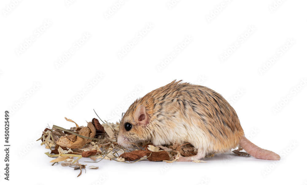 Cute fat tailed Gerbil standing side ways inbetween wood snipers ...