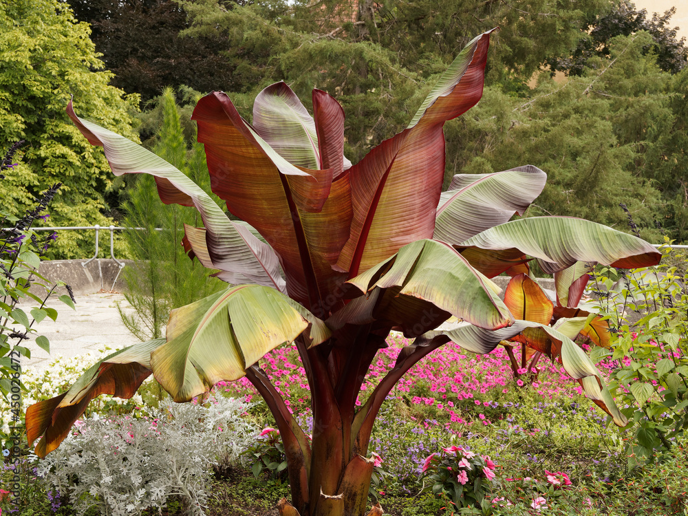 Bananier rouge | Ensete ventricosum maurelii | Bananier d'Abyssinie ...