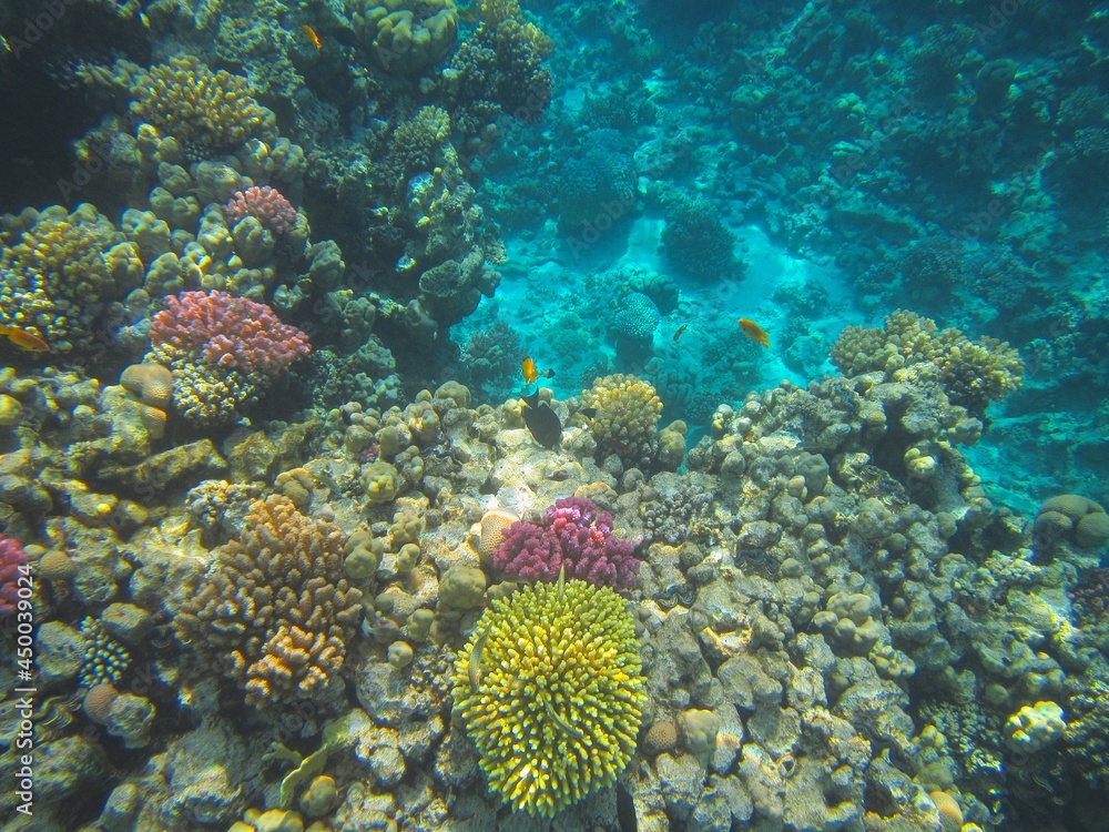Underwater photography of the Red Sea reefs in South Sinai Stock Photo ...