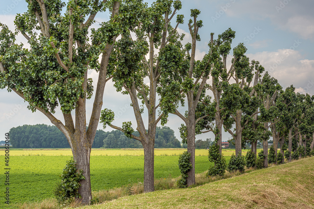 Long row of topped trees next to a Dutch dike. The tree silhouettes ...
