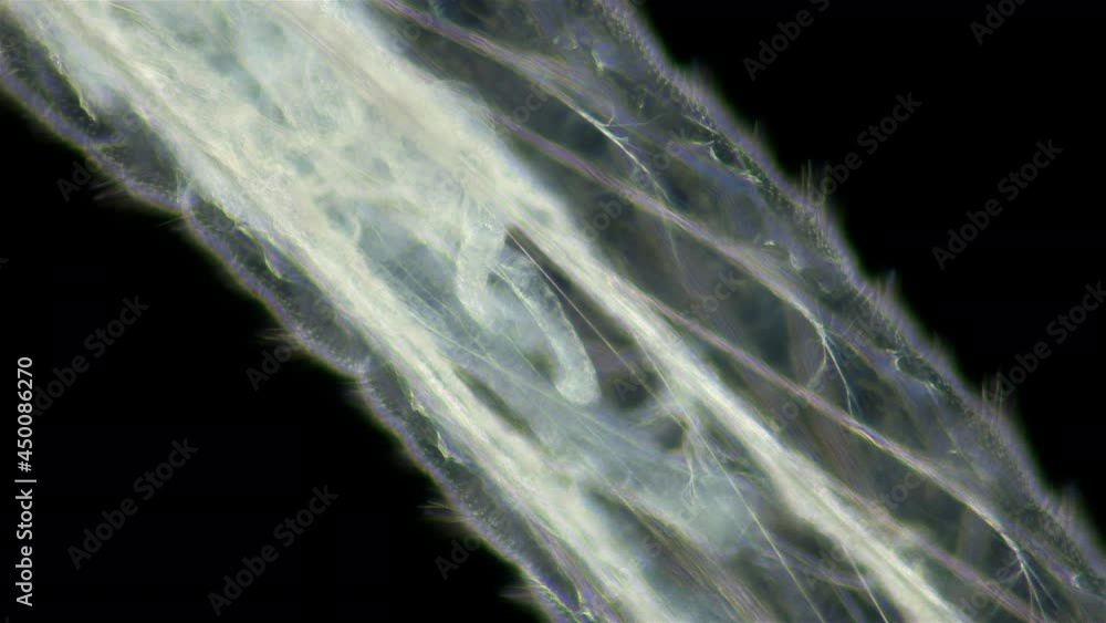 worm-like larva of a fly midge insect of the order Diptera under a ...