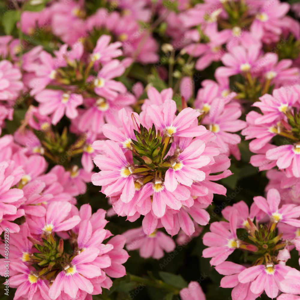 Scaevola aemula | Fan-flowers 'Whirlwind Pink'. A profusion of fan ...