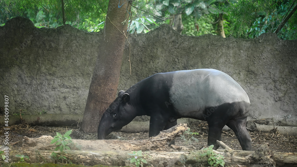 A very cute black and gray tapir stands peacefully and studies the tree ...