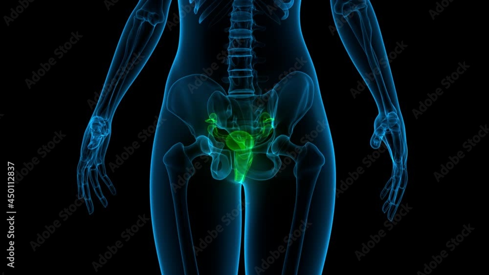 Female Reproductive System Anatomy Animation Concept Stock Video ...