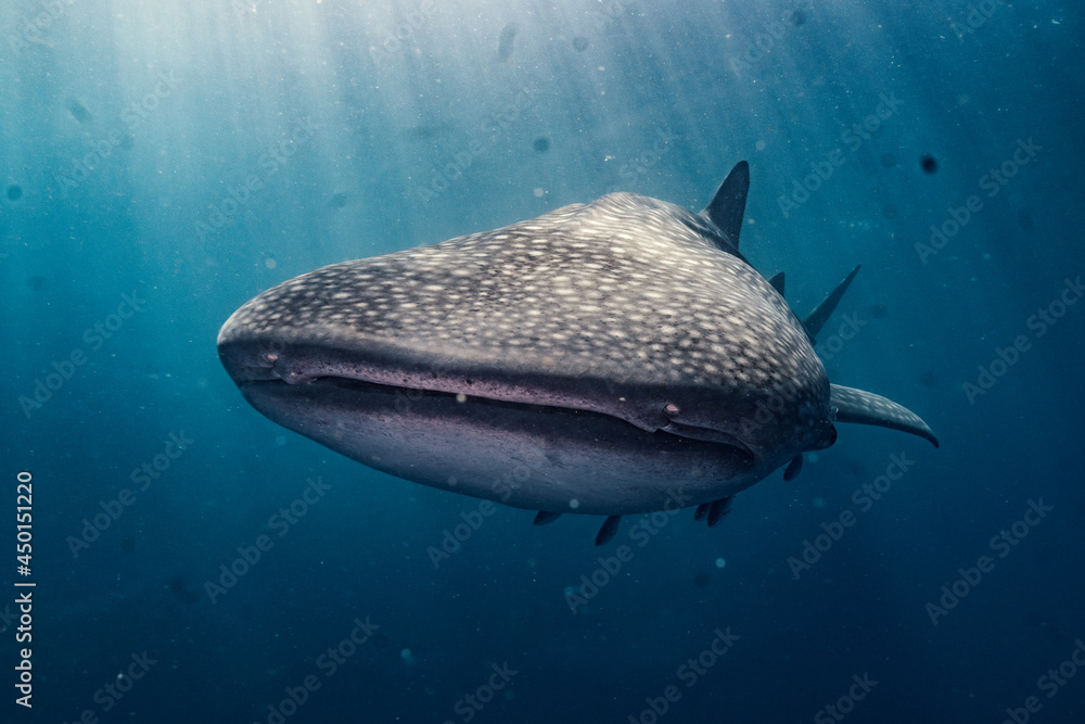 Whale shark (Rhincodon typus) in a deep ocean Stock Photo | Adobe Stock