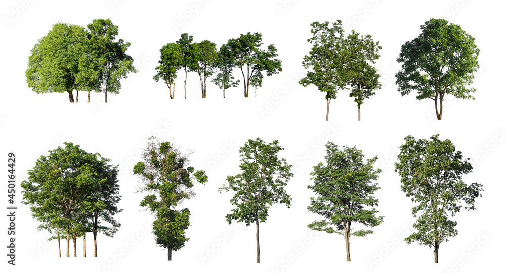collection tree cut out from original background and replace with white ...