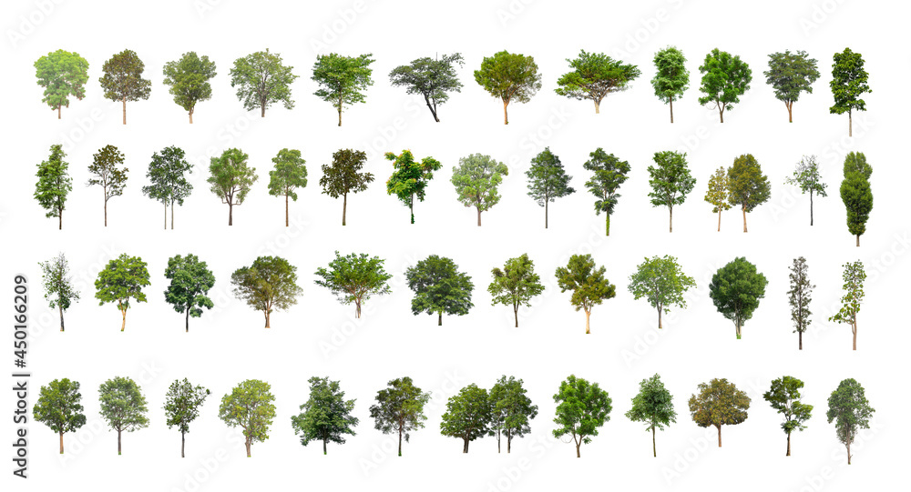 collection tree cut out from original background and replace with white ...