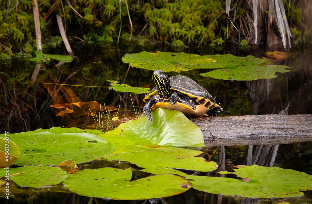 Yellow Bellied Slider Turtle in marsh habitat at Okefenokee swamp in Southern Georgia. Stock ...