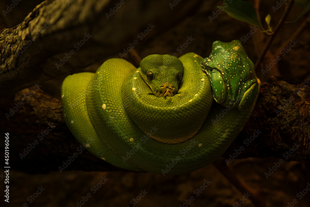 Green tree python (Morelia viridis) and Giant monkey tree frog ...