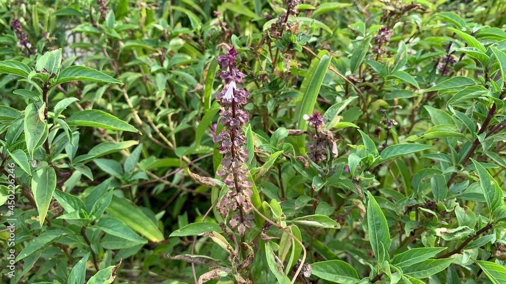 purple flowers of lemon basil, Hoary basil, Hairy basil (Ocimum ...