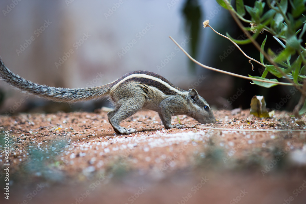 Squirrels are members of the family Sciuridae, a family that includes small or medium-size ...