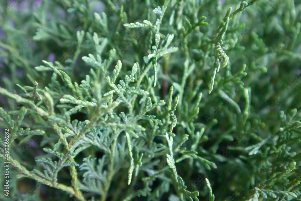 Close-up of beautiful green leaves of thuja trees on a green background ...