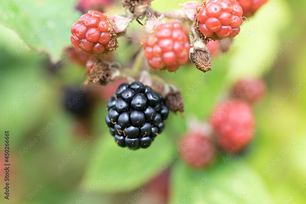 Blackberry at various stages of ripeness in closeup Stock Photo | Adobe ...