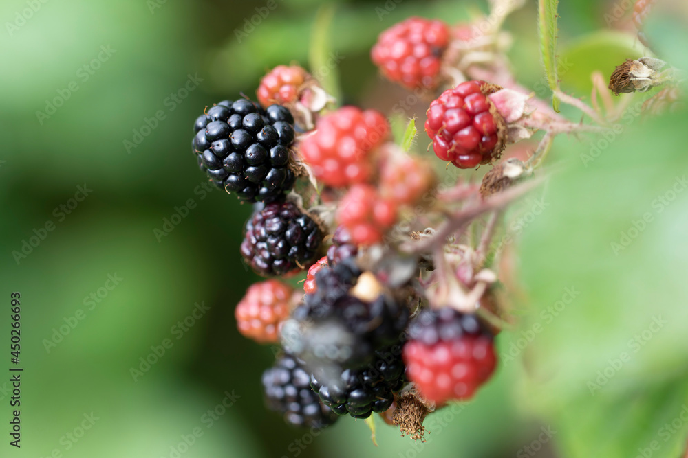 Blackberry at various stages of ripeness in closeup Stock Photo | Adobe ...