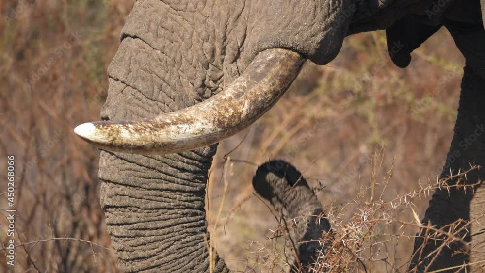 Detail of African elephant trunk and tusks, while eating dry twigs in ...