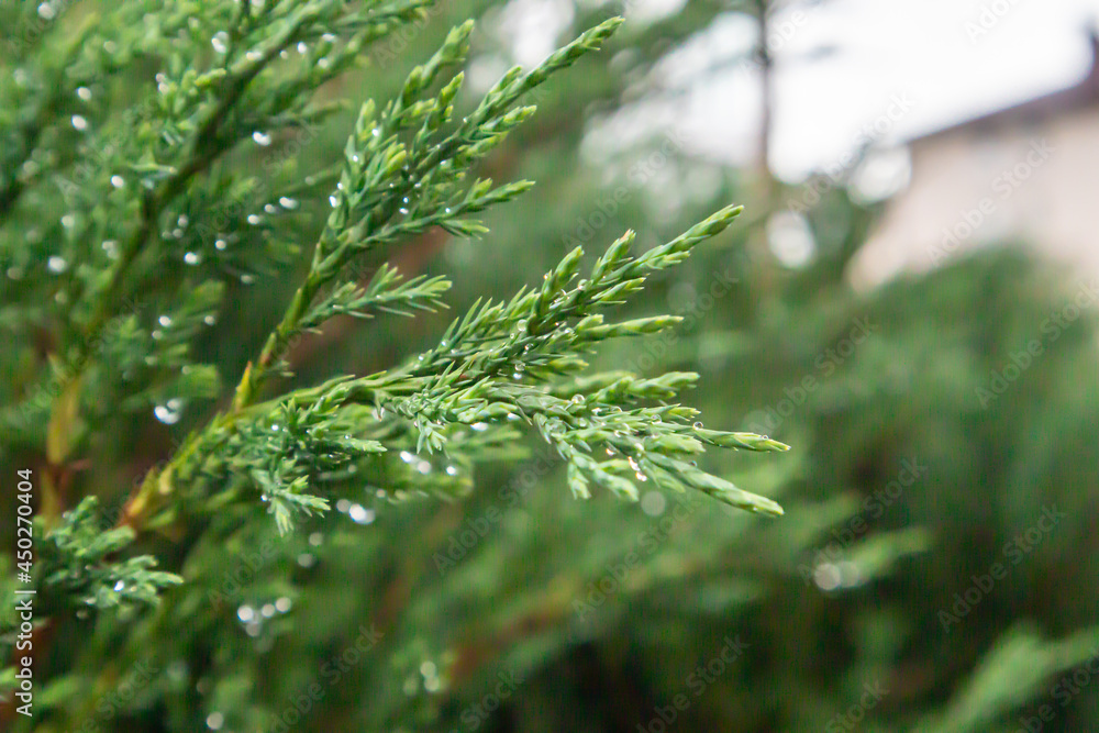Close-up of beautiful green leaves of thuja trees on a green background ...
