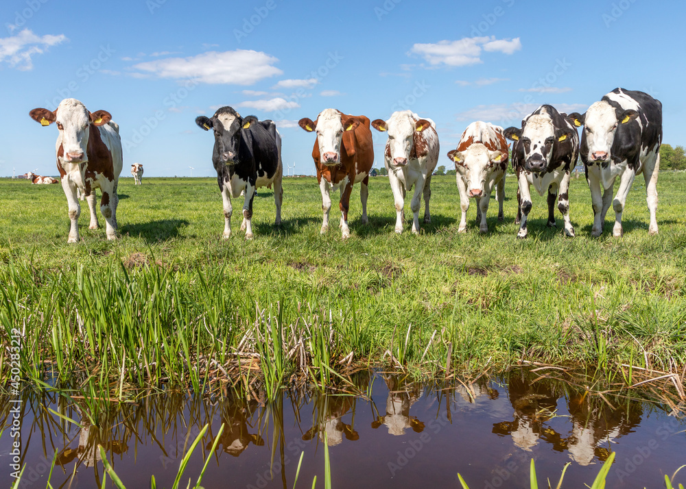 Group of cows reflection, mirror standing upright on the edge of a ...