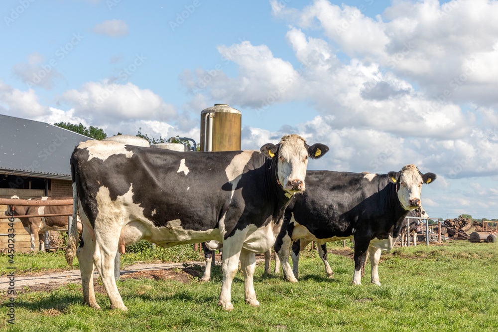 Two farm cows, side view standing in a farmyard, fully in view, udder ...
