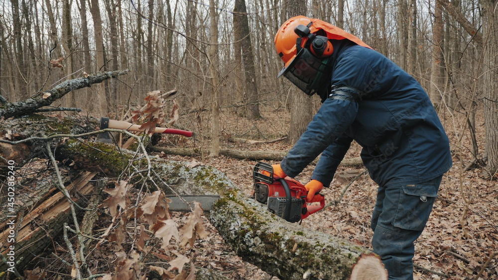 Worker cuts a felled tree trunk with a chainsaw. A felled tree trunk is ...