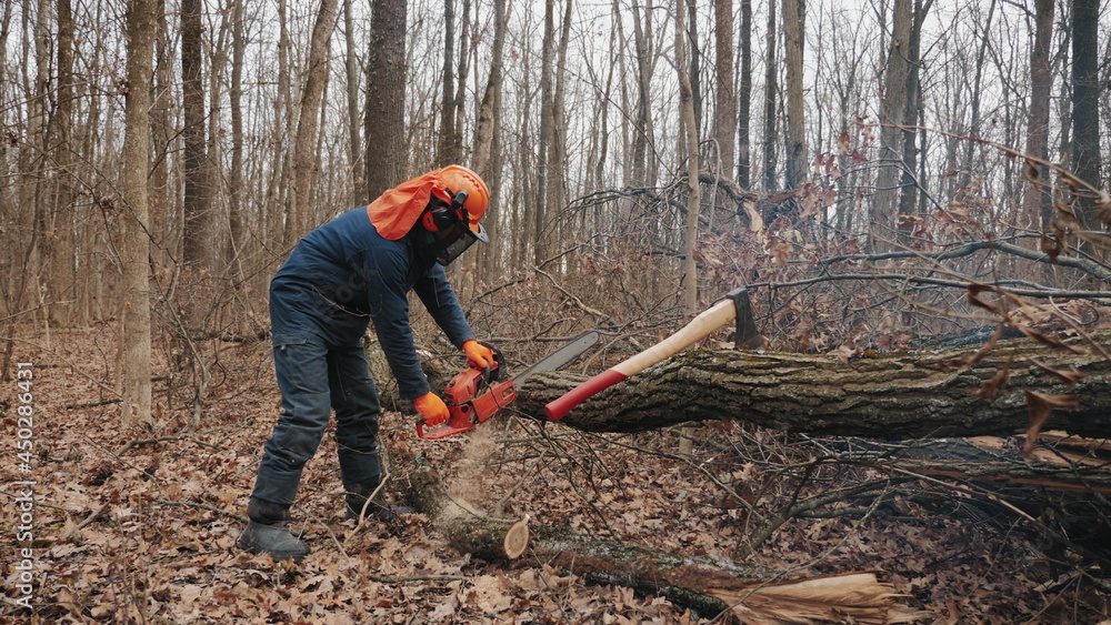A man cuts a felled tree trunk with a chainsaw. A felled tree trunk is ...