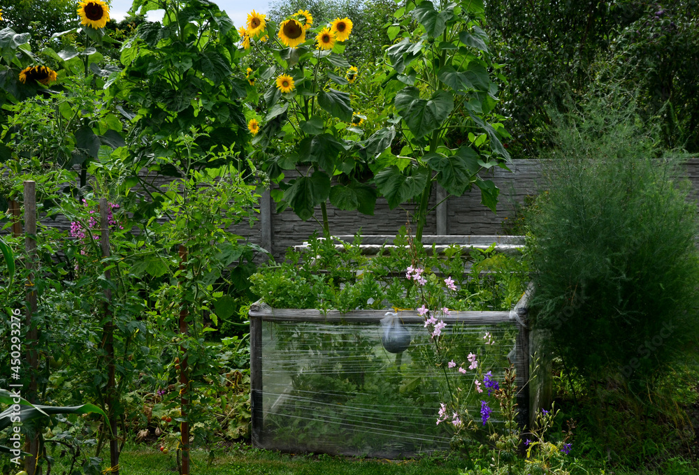 Growing melons cannot do without a support net, which carries the ...