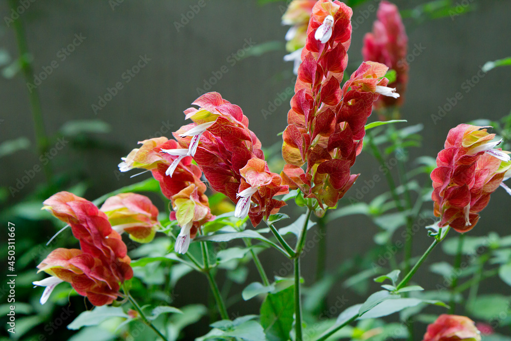 Shrimp Plant (beloperone guttata). It is a perennial evergreen shrub ...