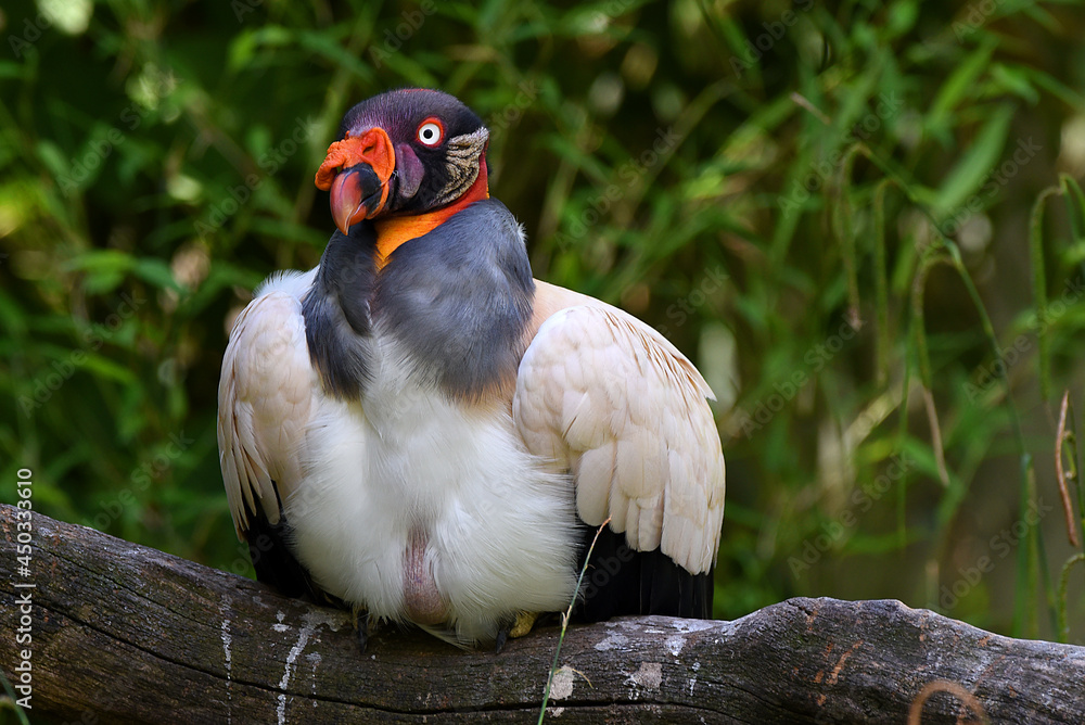 Aasgeier Stock Photo | Adobe Stock
