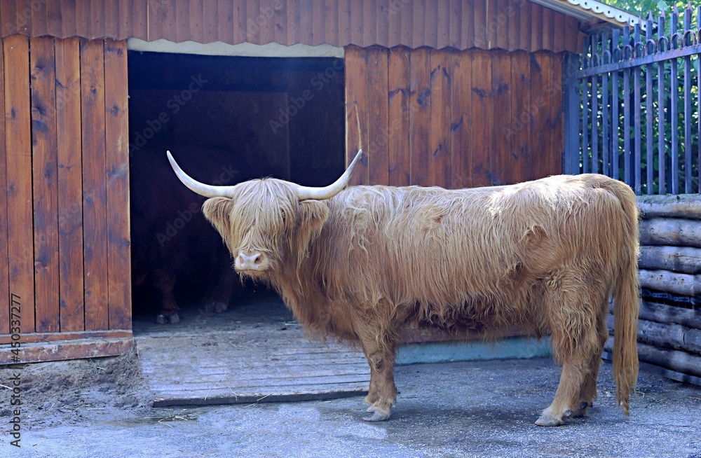 Highland Scottish cow stands in a stall outdoors in the summer at the ...