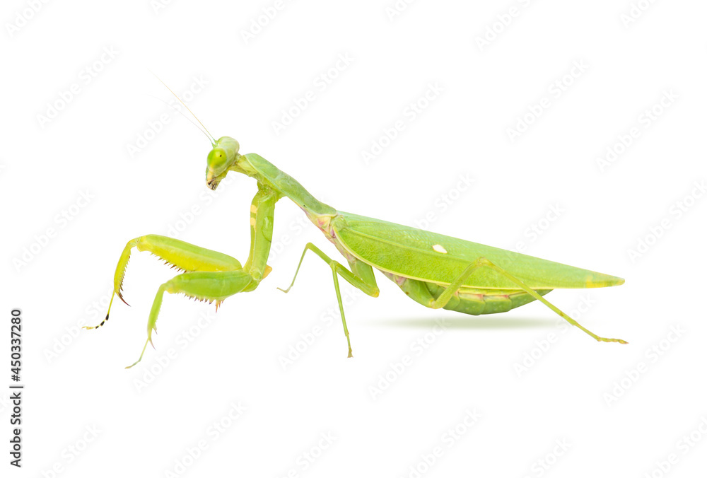 Fotografia do Stock: Mantis green isolated on white background ...