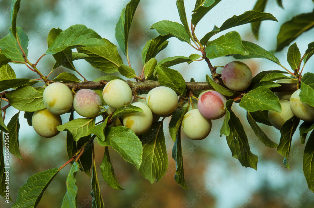 Prunier, Prunus domestica, Prune, variété Prune Reine Claude d'Oullins ...