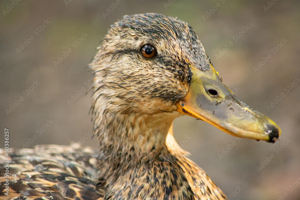 Female Mallard Portrait (Head Shot). A portrait of a female mallard ...