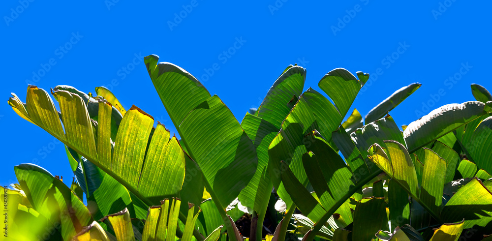 Tropical background of banana green leaves in jungle, panoramic ...