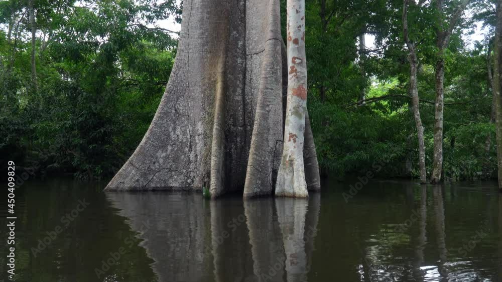 The giant Sumauma or Kapok tree, Ceiba pentandra, during flooded waters ...