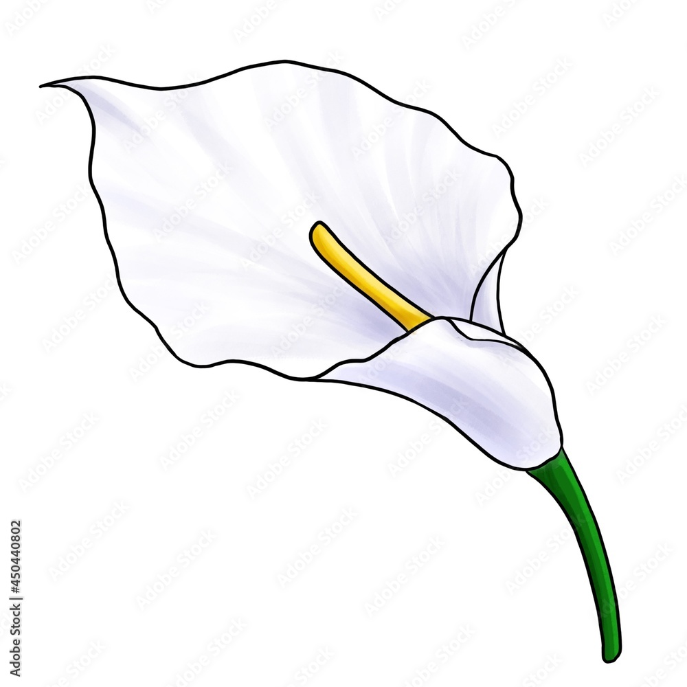 drawing flower of white arum lily, calla isolated at white background ...