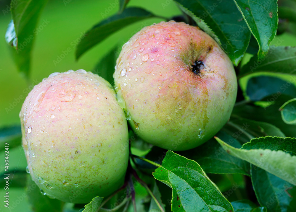 Apples on the tree. The apple is the oldest and most common fruit among ...