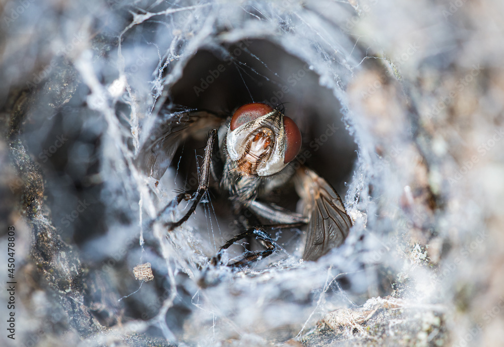 Macrophotography of a fly trapped in a spider web tunnel. Fly macro ...