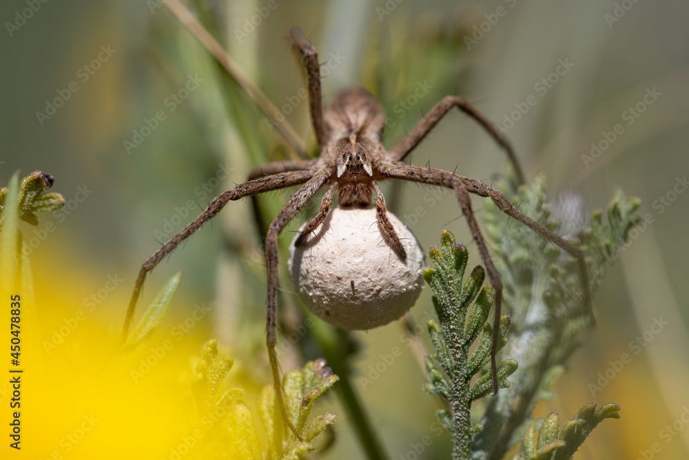 Pisaura mirabilis carrying the egg-cocoon in her chelicerae ...