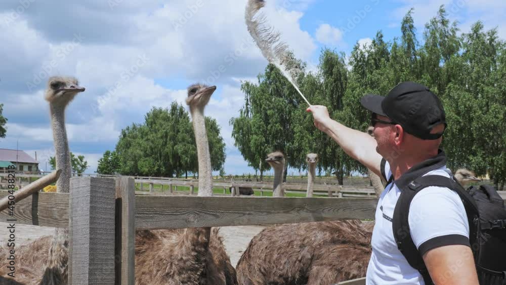 ostrich farm. Man plays with ostriches, standing behind wooden fence ...
