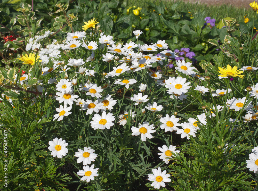 Argyranthemum frutescens, blooming plants in natural habitat. Also ...