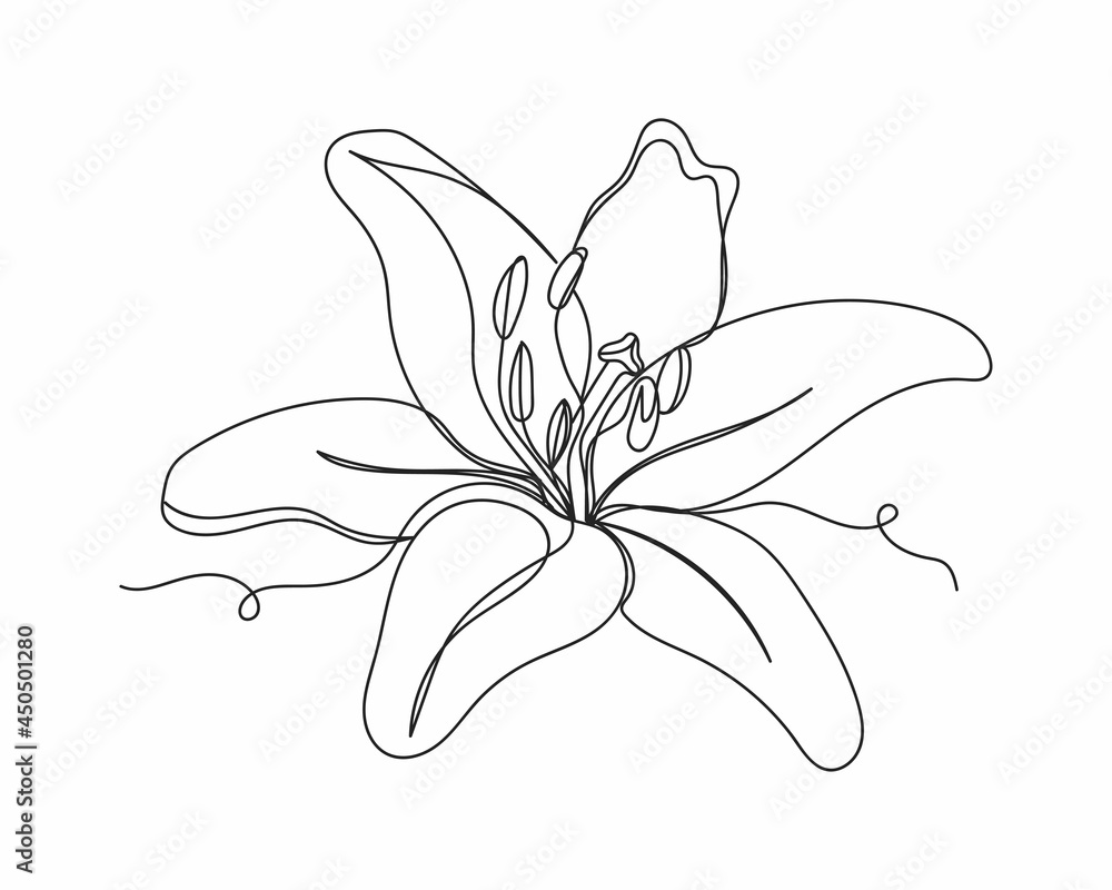 Continuous one line drawing of lily flowers in silhouette on a white ...